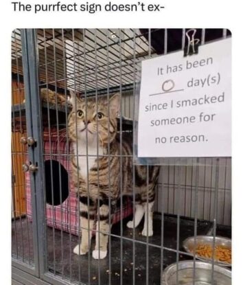40 Purrfectly Funny Cat Memes To Hold You Over Until Caturday