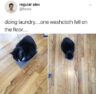 40 Midweek Cat Memes To Keep You Smiling Until Caturday
