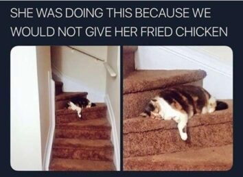 40 Midweek Cat Memes To Keep You Smiling Until Caturday