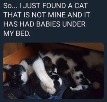 40 Midweek Cat Memes To Keep You Smiling Until Caturday