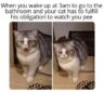 40 Midweek Cat Memes To Keep You Smiling Until Caturday