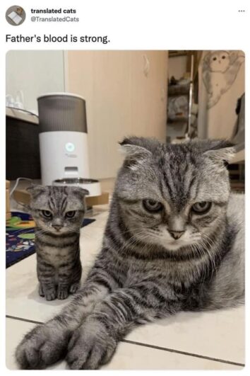 40 Purrrrfect Cat Memes To Make Your Caturday Absolutely Claw-Some