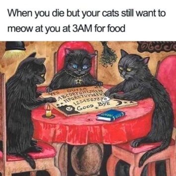 40 Funniest Cat Memes Of The Week So Far (August 24, 2023)