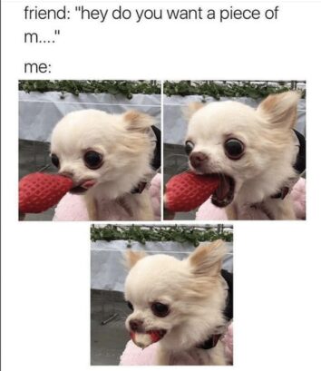 35+ Dog Memes For A Pawfect Morning Mood Boost