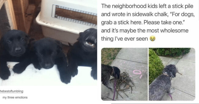 35+ Dog Memes For A Pawfect Morning Mood Boost