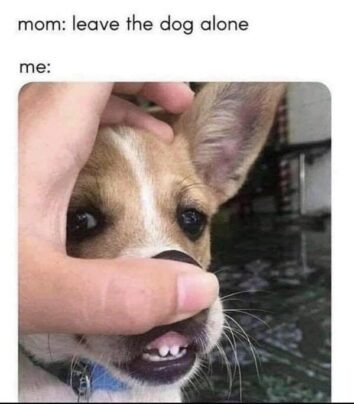 35+ Dog Memes For A Pawfect Morning Mood Boost