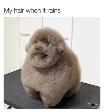 35+ Dog Memes For A Pawfect Morning Mood Boost
