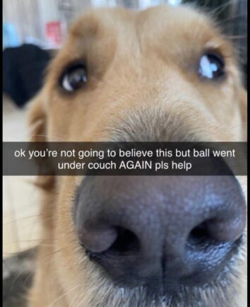 35+ Dog Memes For A Pawfect Morning Mood Boost