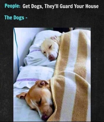 35+ Dog Memes For A Pawfect Morning Mood Boost