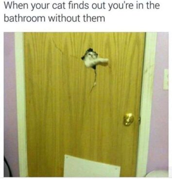 40 Midweek Cat Memes To Keep You Smiling Until Caturday