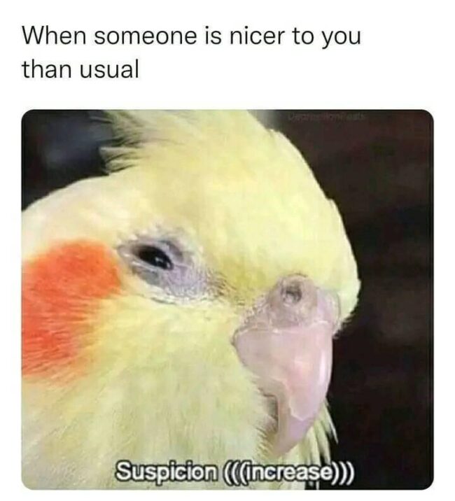 40 Dumbest Memes From This Week For People Who Like Their Humor Really ...