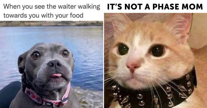 30+ Animal Memes: The Ultimate Cure For Those Monday Blues (August 14 ...