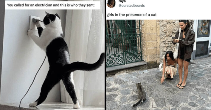 40 Funniest Cat Memes Of The Week So Far (August 24, 2023)