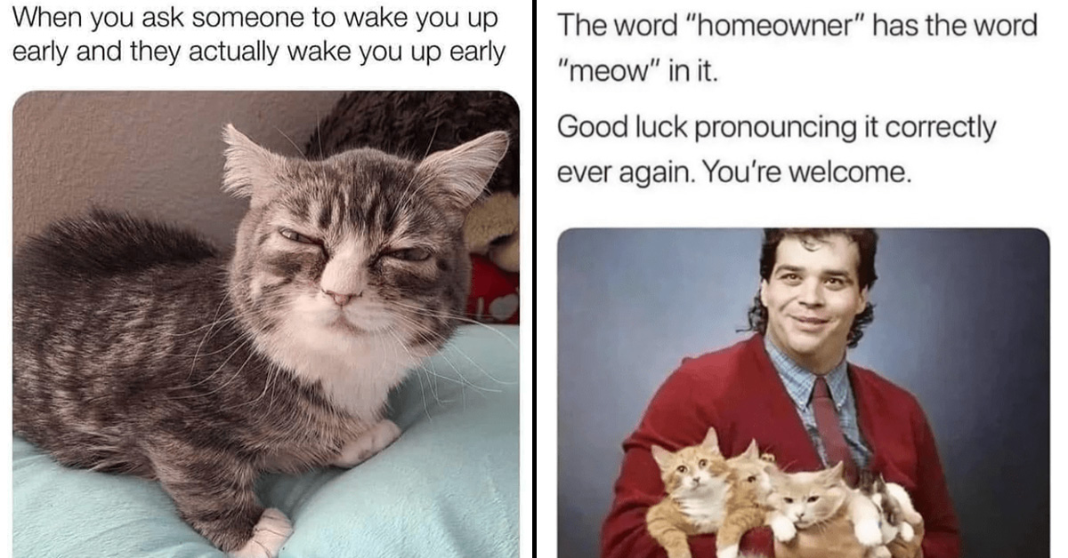 40 Purrfectly Funny Cat Memes To Hold You Over Until Caturday 40 Purrfectly Funny Cat Memes To Hold You Over Until Caturday