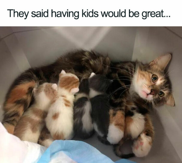 "We Do Whatever We Want All The Time" — 40 Funny Childfree Memes From ...