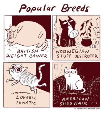 40 Funny Comics With Silly Humor And Ironic Twists By Jim Benton