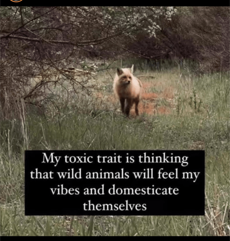 40 Funny Nature Memes For Campers, Hikers, And All You Other Outdoorsies
