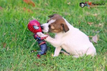 Baby Spidey's Whimsical Journeys With Furry Friends: 30 Photos By ...