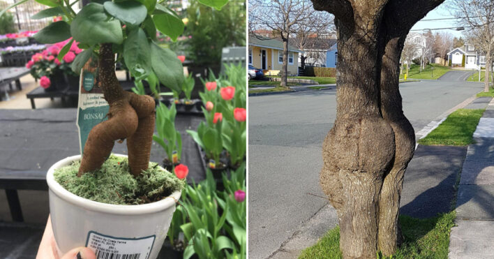 20+ Trees That Look Like... Well, Butts