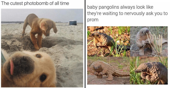 30+ Wholesome Baby Animal Memes To Double Your Joy This Week