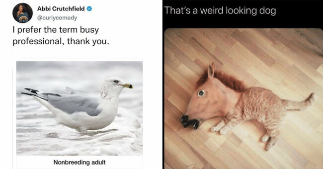 40 Relatable And Mood Lifting Animal Memes To Get Your Day Started With ...