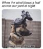35+ Dog Memes For A Pawfect Morning Mood Boost