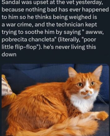 40 Midweek Cat Memes To Keep You Smiling Until Caturday