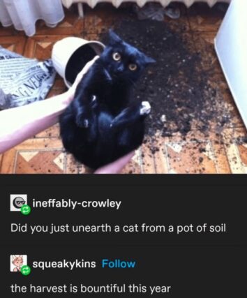 40 Midweek Cat Memes To Keep You Smiling Until Caturday