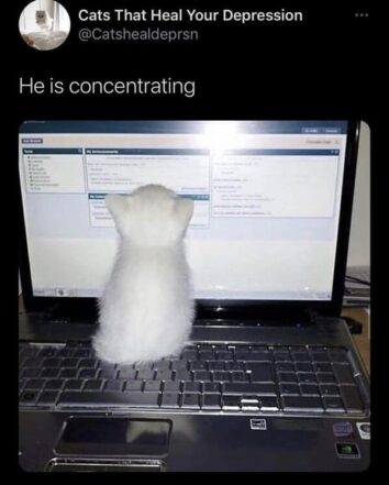 40 Midweek Cat Memes To Keep You Smiling Until Caturday