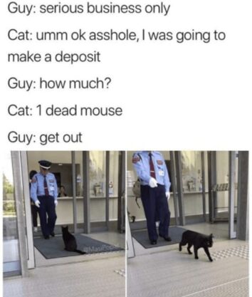 40 Purrfectly Funny Cat Memes To Hold You Over Until Caturday