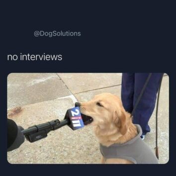 35+ Dog Memes For A Pawfect Morning Mood Boost