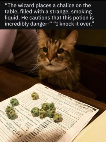 40 Funniest Cat Memes Of The Week So Far (August 24, 2023)