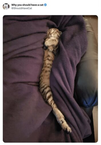 40 Funniest Cat Memes Of The Week So Far (August 24, 2023)