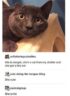 40 Midweek Cat Memes To Keep You Smiling Until Caturday