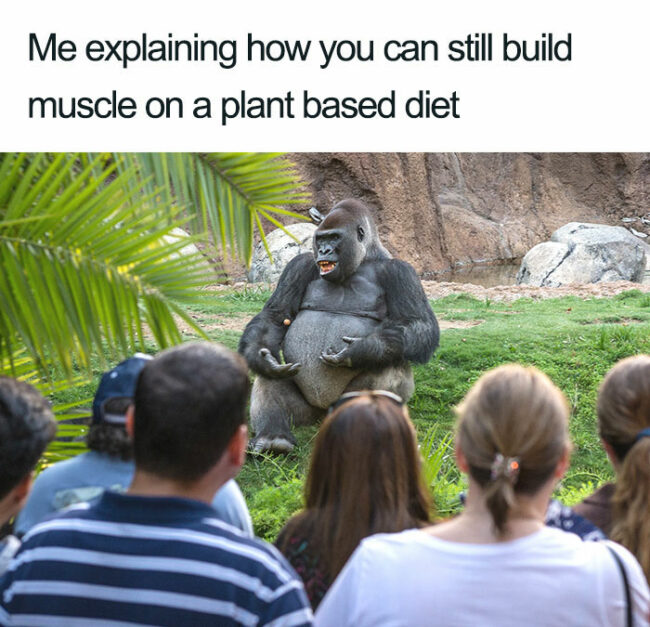 40 Vegetarian And Vegan Memes For Those Who Shall Remain Meatless