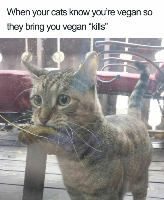 40 Vegetarian And Vegan Memes For Those Who Shall Remain Meatless