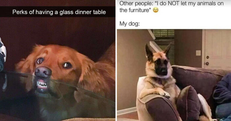 40+ Funny Dog Memes That'll Have Tails-A-Waggin' (September 29, 2023)
