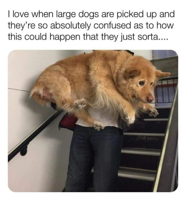 40 Funny Animal Memes Because Let's Be Honest, We Could All Use A Break ...