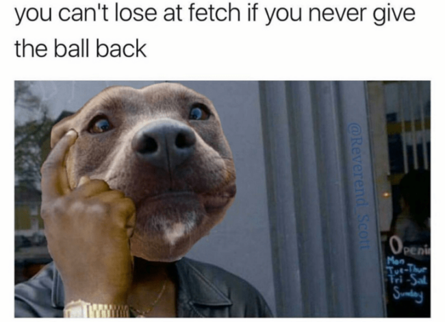 40 Funny Animal Memes Because Let's Be Honest, We Could All Use A Break ...