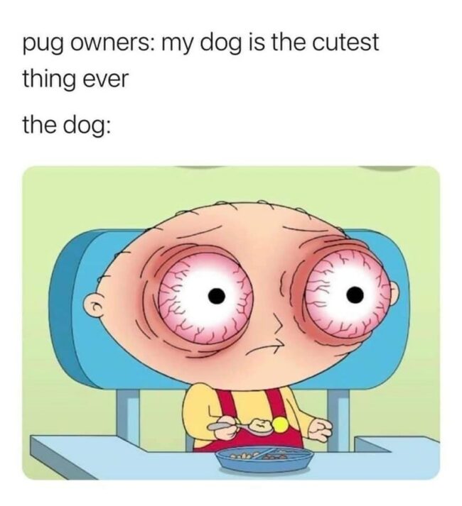 40 Funny Animal Memes Because Let's Be Honest, We Could All Use A Break ...
