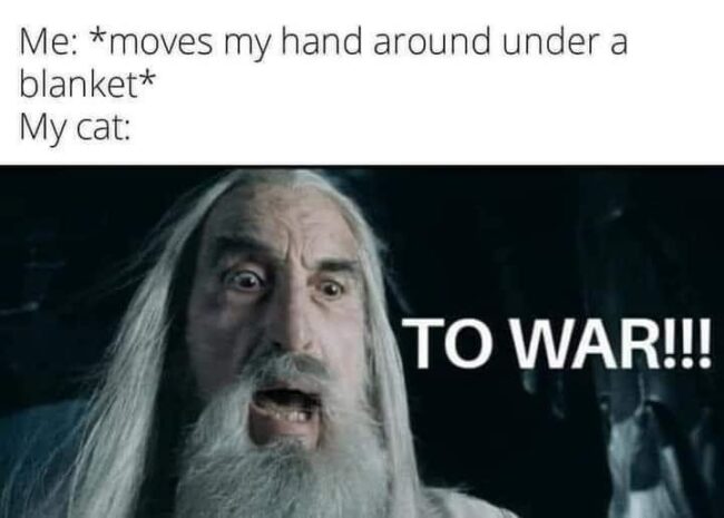 40 Funny Animal Memes Because Let's Be Honest, We Could All Use A Break ...