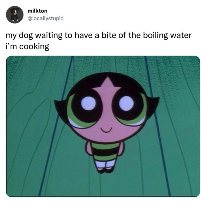 40 Funny Animal Memes Because Let's Be Honest, We Could All Use A Break ...