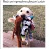 40 Pawsitively Hilarious And Wholesome Dog Memes To Brighten Your Day ...