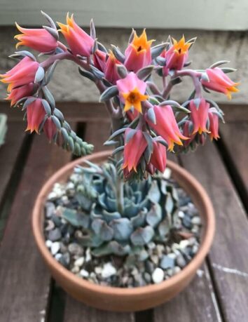 45 Beautifully Interesting And Unique Plants That Look Like They're ...