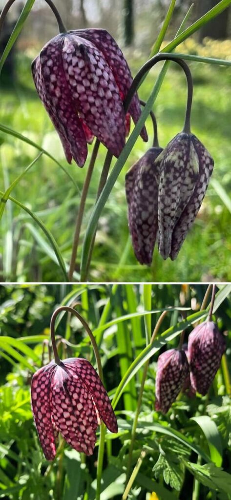45 Beautifully Interesting And Unique Plants That Look Like They're ...