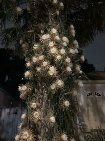 45 Beautifully Interesting And Unique Plants That Look Like They're ...