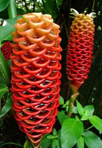 45 Beautifully Interesting And Unique Plants That Look Like They're ...