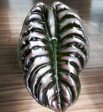 45 Beautifully Interesting And Unique Plants That Look Like They're ...