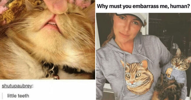 40 Purrfect Cat Memes To Make Your Caturday Even Better