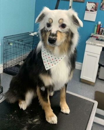 40 Animals With Incredibly Unique Fur Patterns And Markings